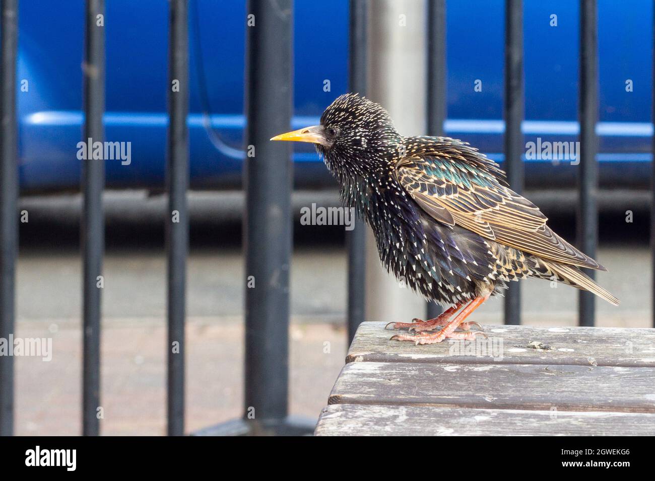 Bird fluffed up cold hi-res stock photography and images - Alamy