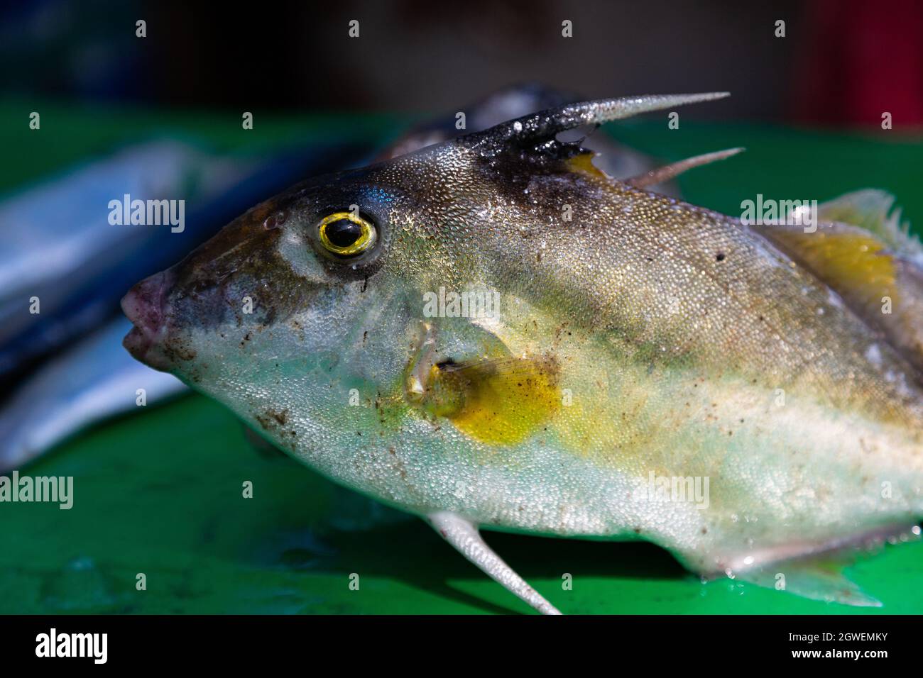 A fish with yellow gills at a fish market in Kerala Stock Photo - Alamy