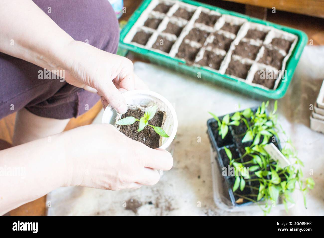 Sapling seedling trays hi-res stock photography and images - Alamy