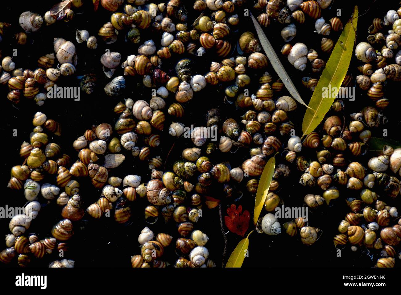Winkle Shells High Resolution Stock Photography and Images - Alamy
