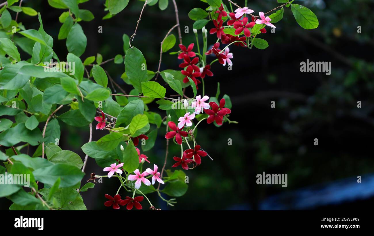 Beautiful red flowers and pinky flower it is beautiful nature Stock ...
