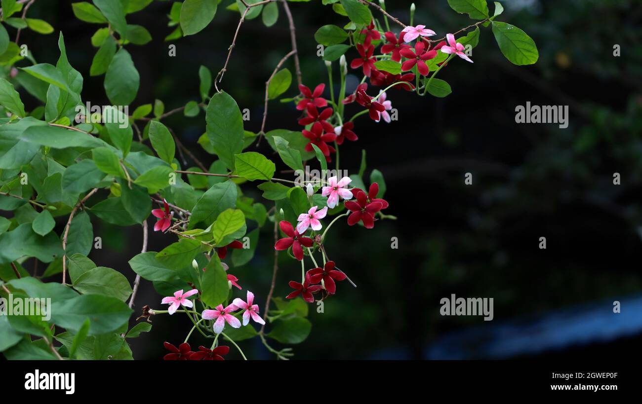 Spring red flowers hi-res stock photography and images - Alamy