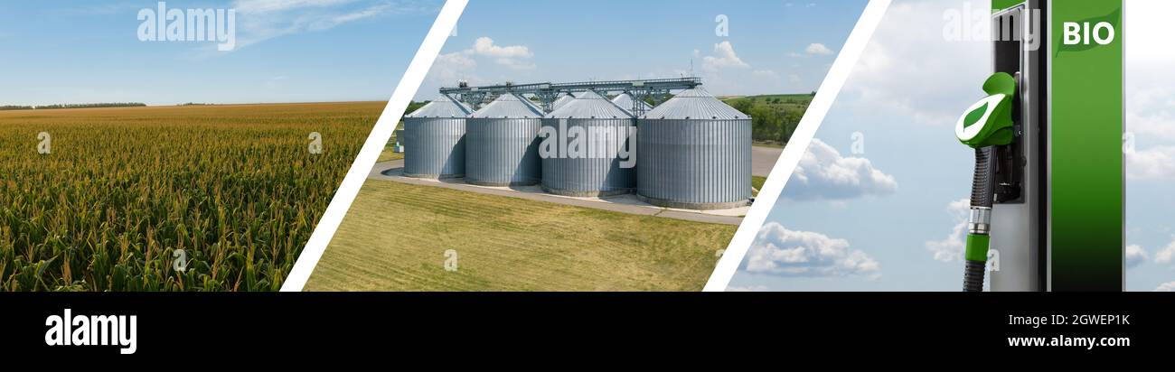 Collage of three parts: corn field, agricultural silos, biofuel filling ...