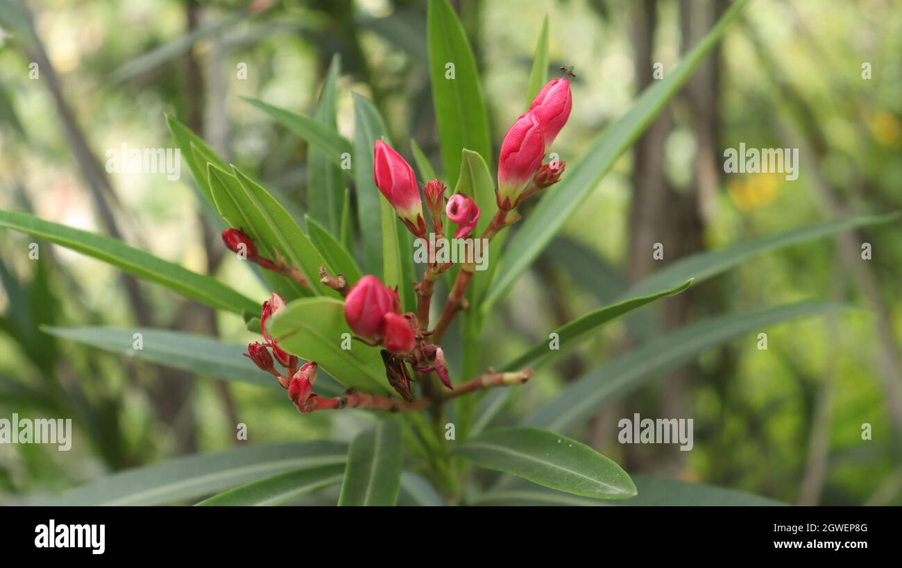 Red flower bulb it is beautiful natural Stock Photo - Alamy