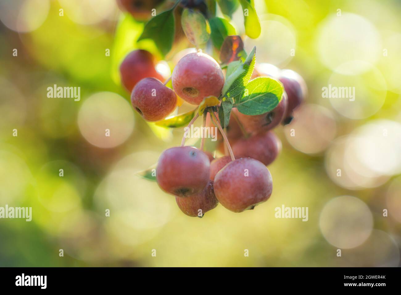 Mini apple tree hi-res stock photography and images - Alamy