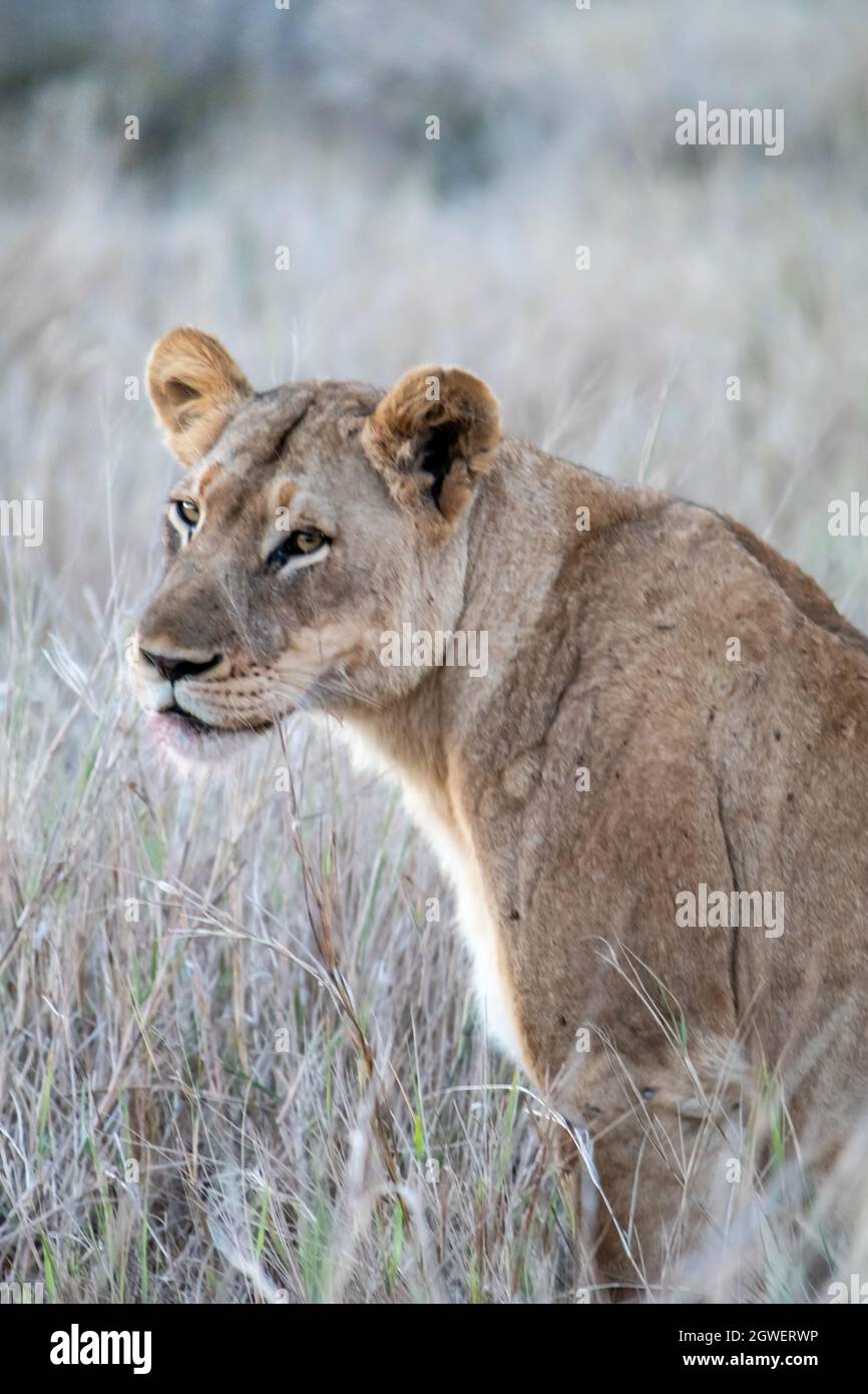 Portrait of a female lion hi-res stock photography and images - Alamy