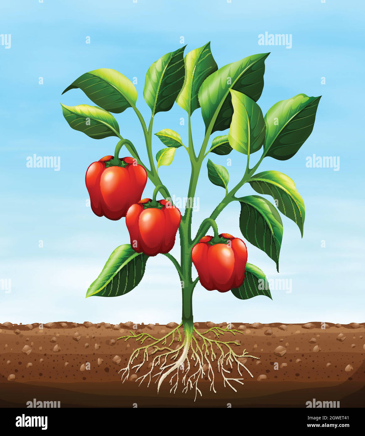 Red leaves tree on Stock Vector Images - Alamy