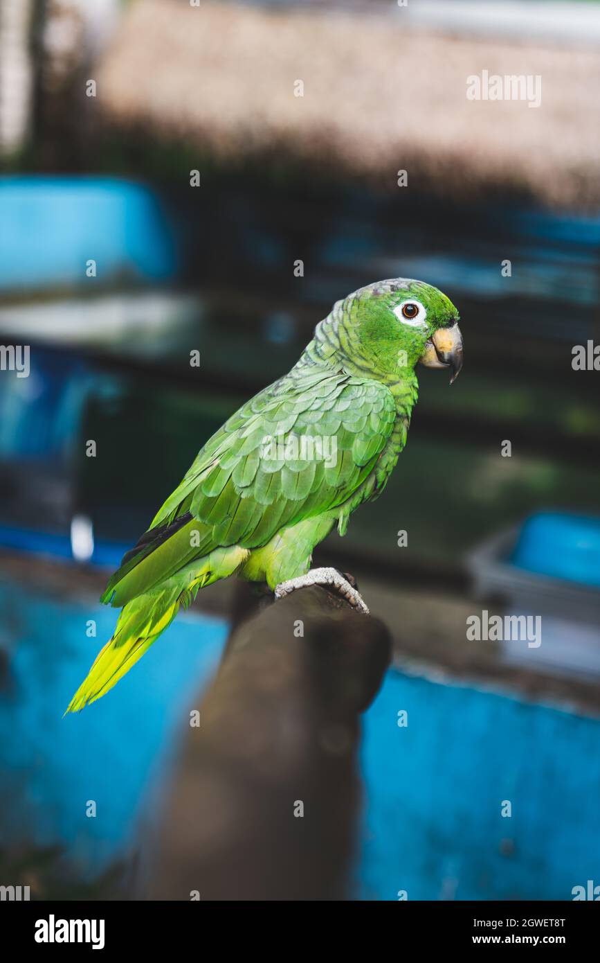 Parrot looking at camera hi-res stock photography and images - Alamy