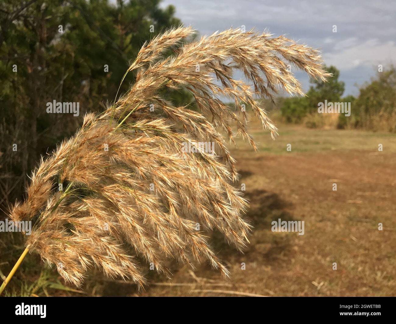 Brown plumes hi-res stock photography and images - Alamy