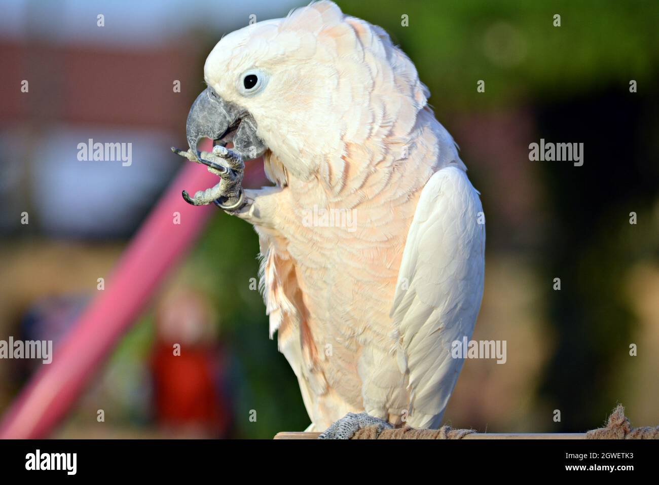Parrot open mouth hi-res stock photography and images - Alamy