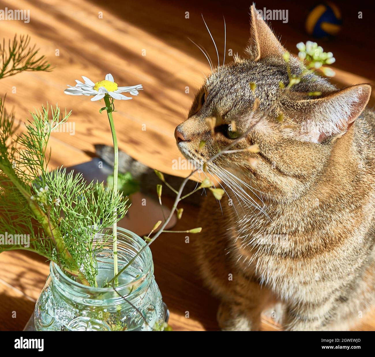 Cat sniffing flower hi-res stock photography and images - Alamy
