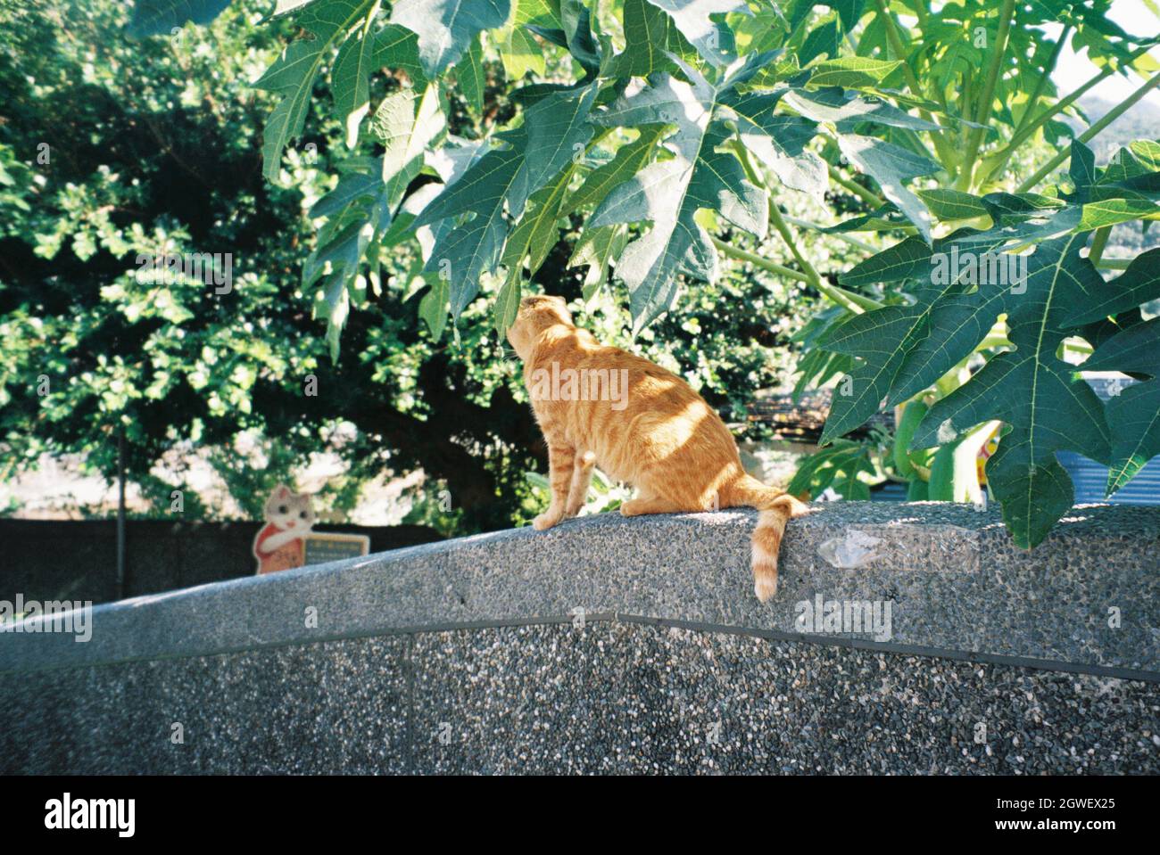 Cat under a tree hi-res stock photography and images - Alamy