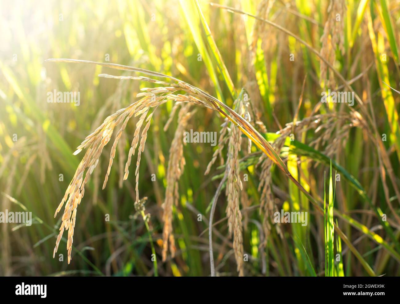Ear bundle hi-res stock photography and images - Alamy