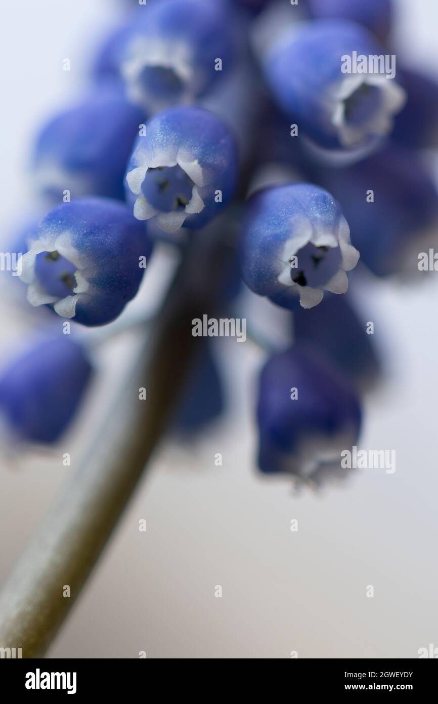 Muscari flower blue single hi-res stock photography and images - Alamy