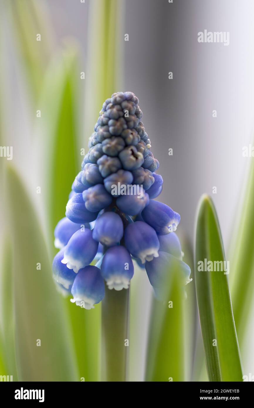 beautiful muscari among its green leaves Stock Photo - Alamy