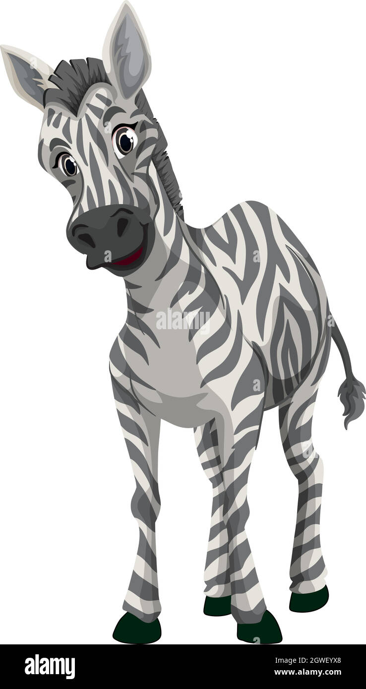 Little zebra on white background Stock Vector Image & Art - Alamy