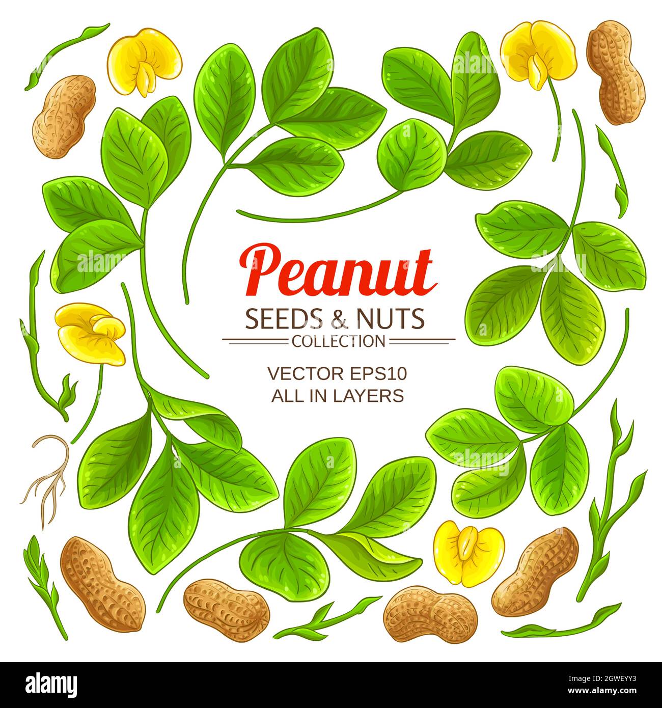 peanut elements set on white background Stock Vector Image & Art - Alamy