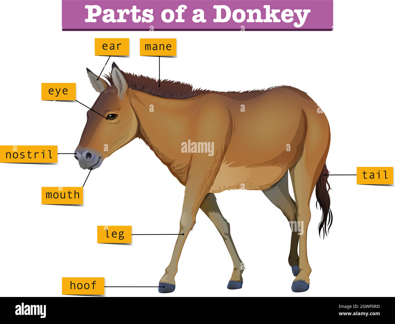 Diagram showing parts of donkey Stock Vector Image & Art - Alamy