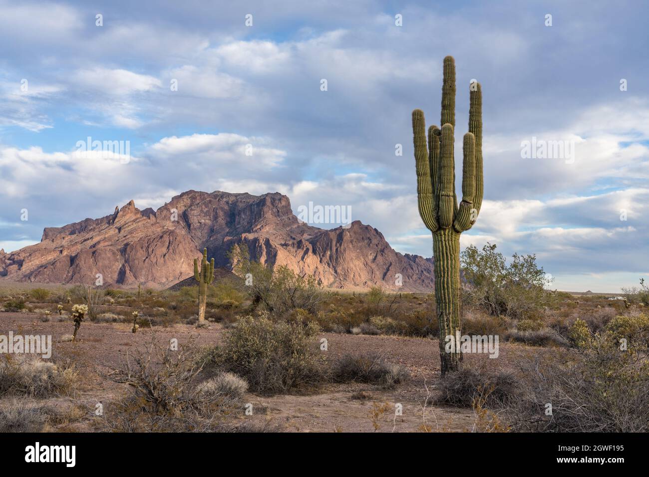 Saguaro Cactus, Carnegiea gigantea, and the Kofa Mountains in the Kofa ...