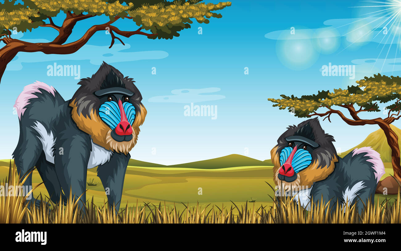 Mandrill tree Stock Vector Images - Alamy