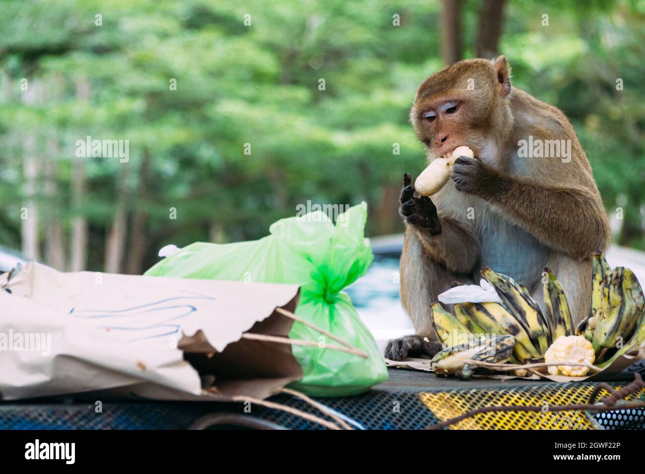 Monkey garbage hi-res stock photography and images - Alamy
