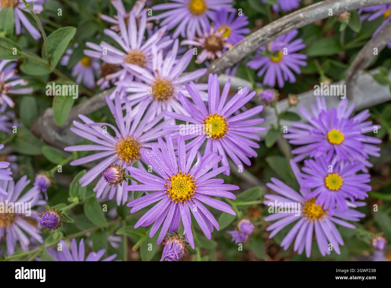 Brighton, September 15th 2021: A European Michaelmas Daisy Stock Photo ...
