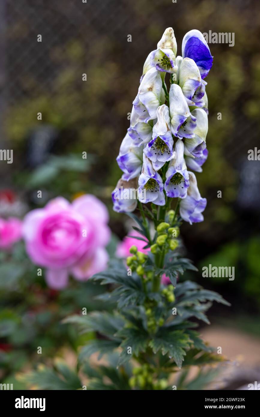 Beautiful purple & white Aconitum also known as aconite, monkshood ...