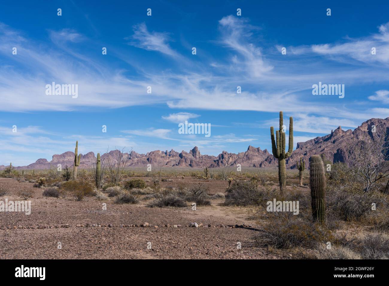 Saguaro Cactus, ocotillo and the Kofa Mountains in the Kofa National ...