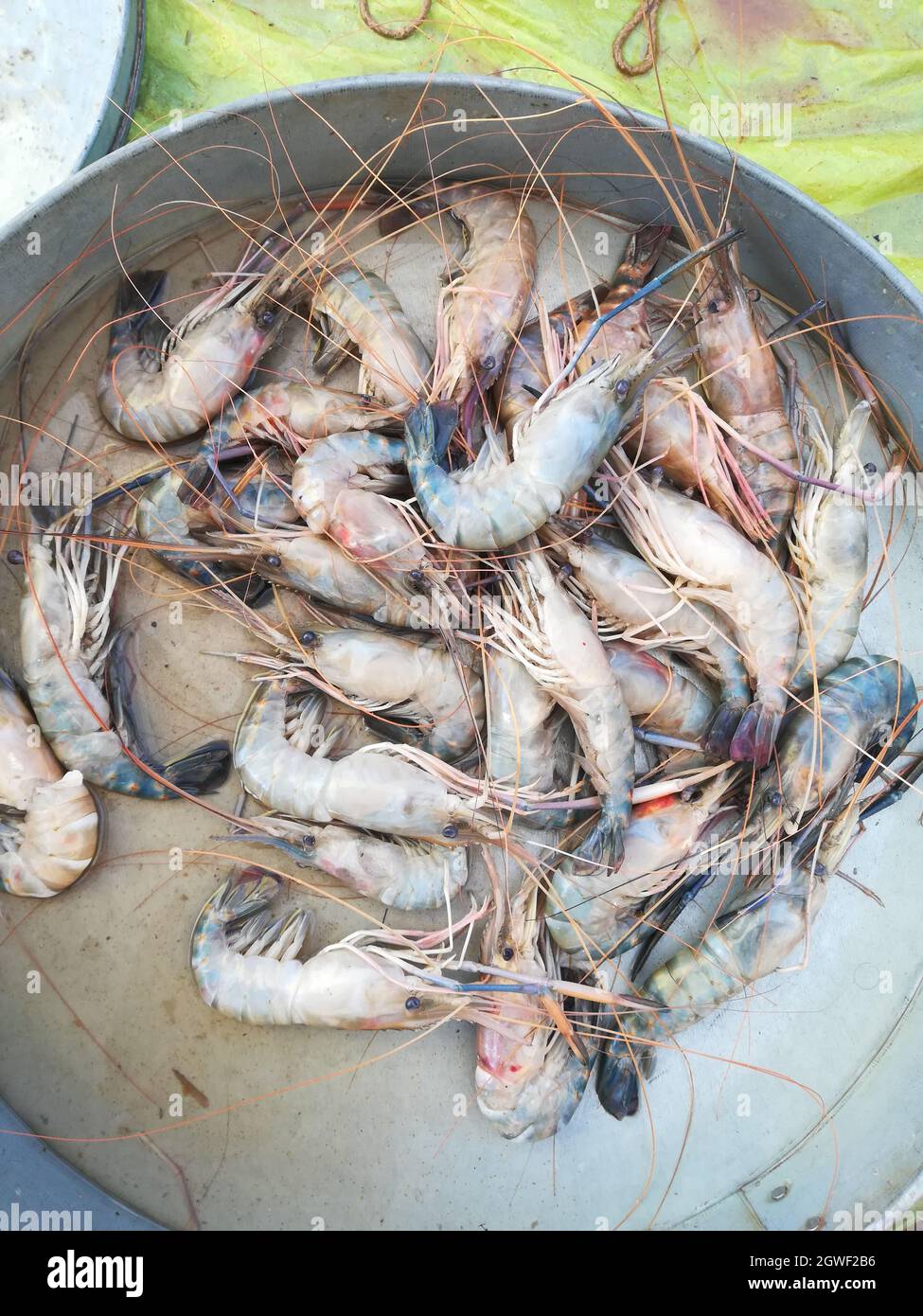 Fishs group hi-res stock photography and images - Alamy