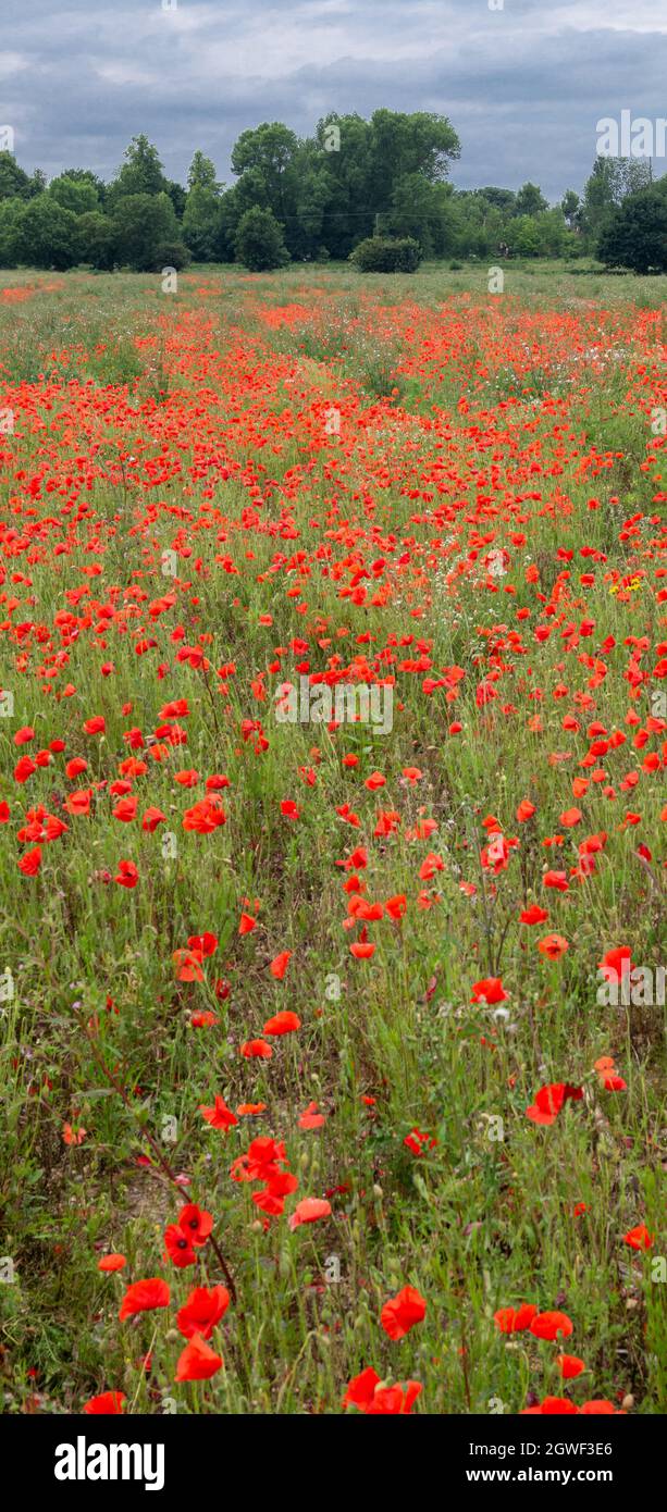 Red Poppy Field Flanders Belgium Battlefield Remembrance background ...