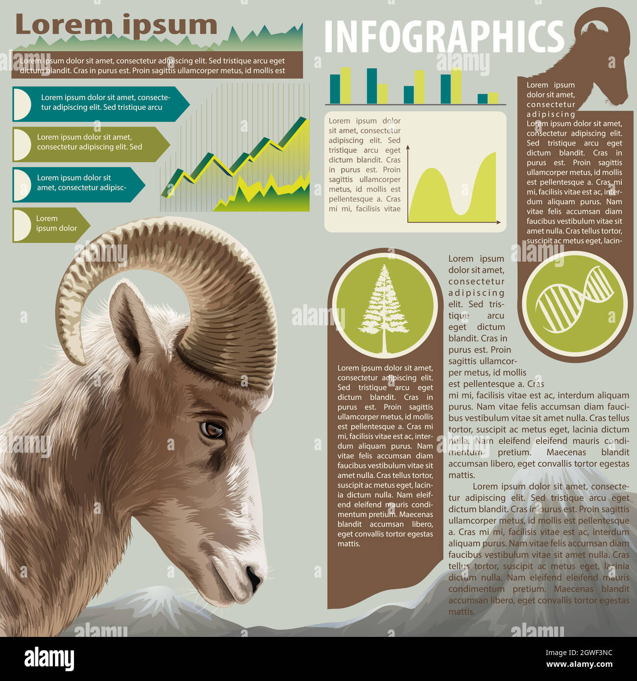 An infographics of an animal Stock Vector Image & Art - Alamy