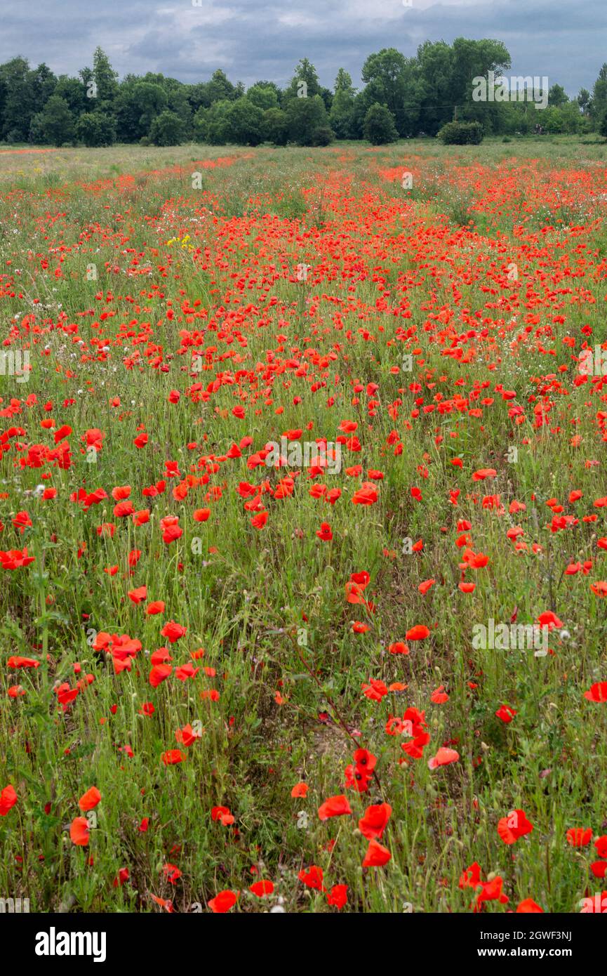 Red Poppy Field Flanders Belgium Battlefield Remembrance background ...