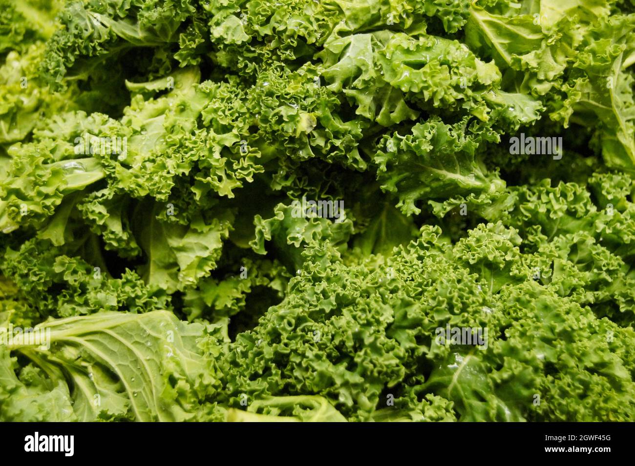 Western cale hi-res stock photography and images - Alamy