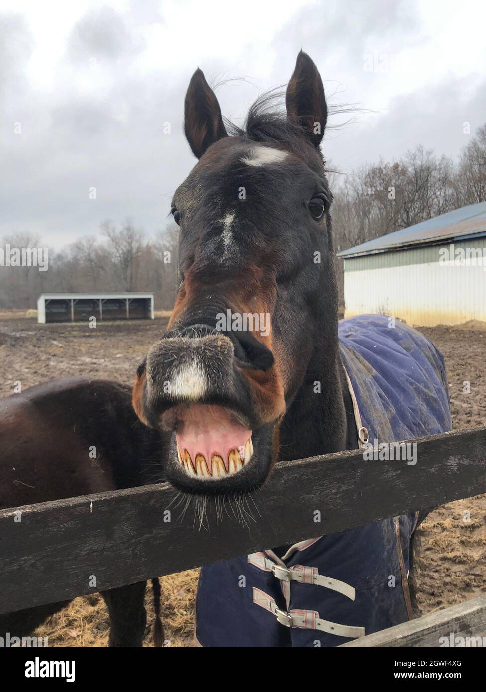 Animal themes horse mammal stable animal mouth mouth open hi-res stock ...