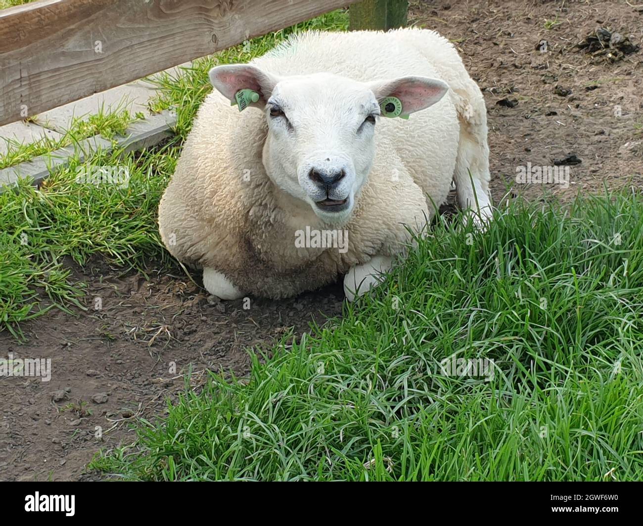 Chewing sheep hi-res stock photography and images - Alamy