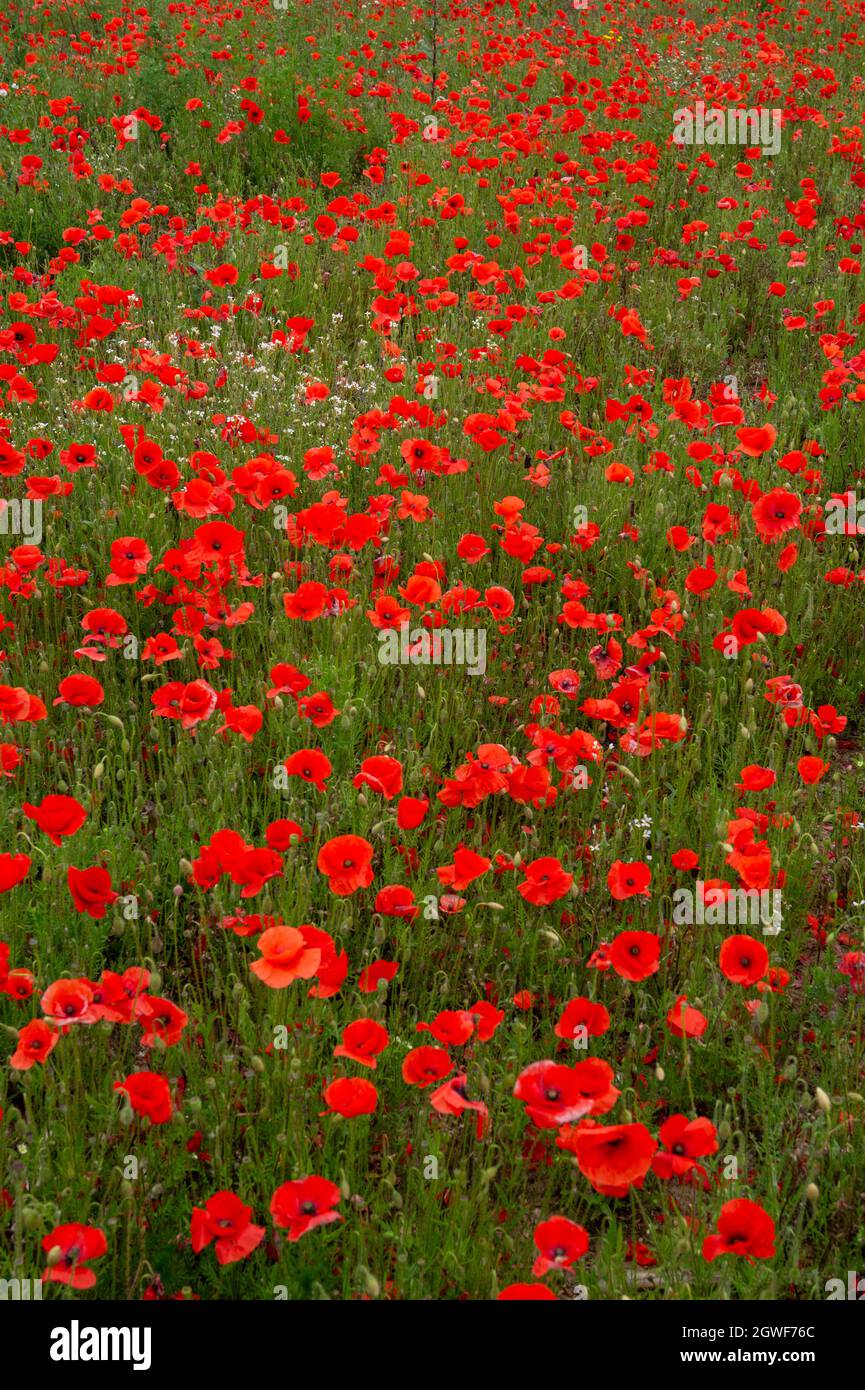 Red Poppy Field Flanders Belgium Battlefield Remembrance background ...