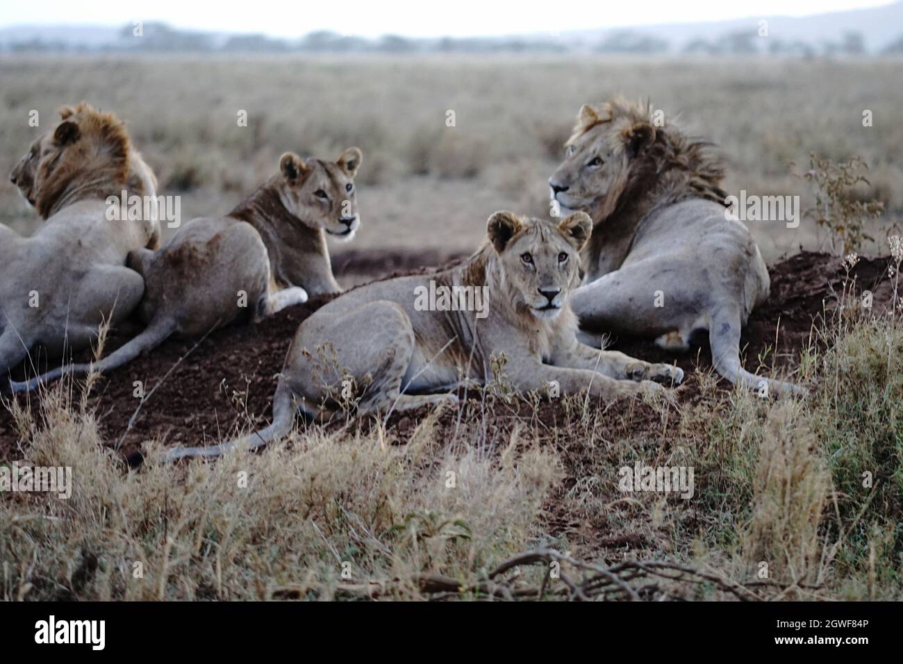 Big Cats Group High Resolution Stock Photography and Images - Alamy