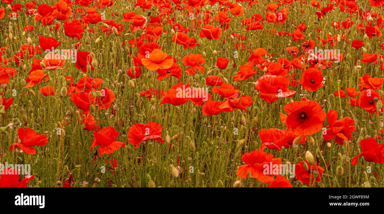 Red Poppy Field Flanders Belgium Battlefield Remembrance background ...