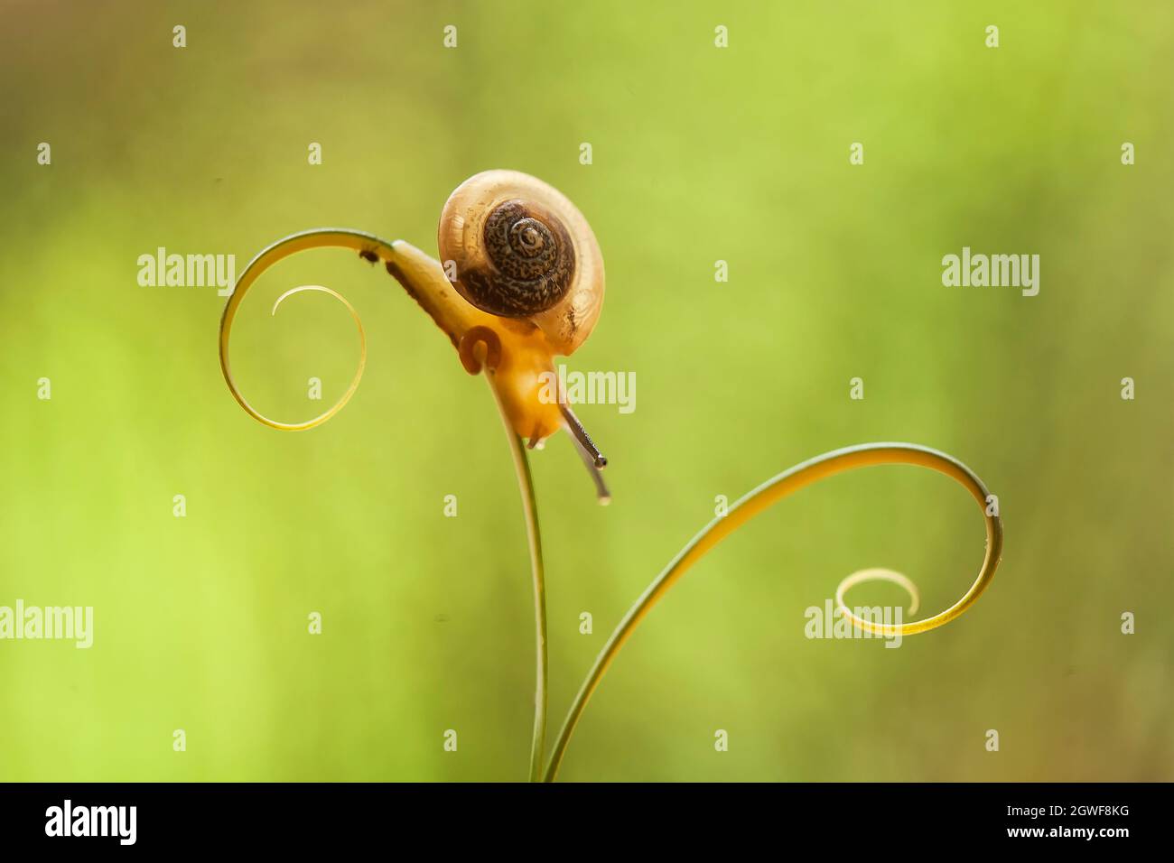 Giant slugs hi-res stock photography and images - Alamy