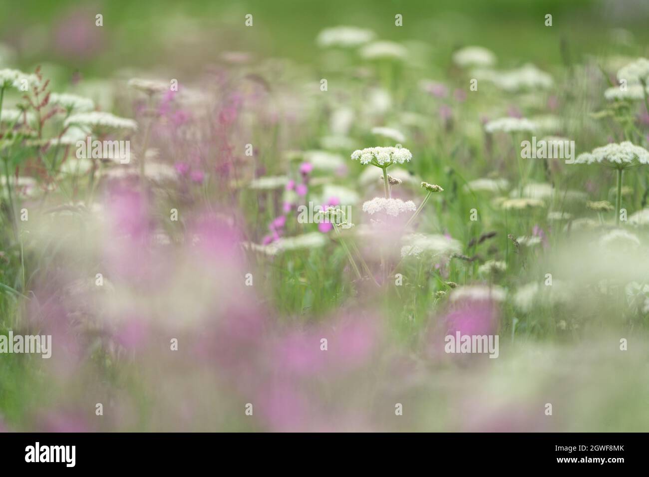 Wild flowers at RSPB Bempton Cliffs, Yorkshire, UK Stock Photo - Alamy