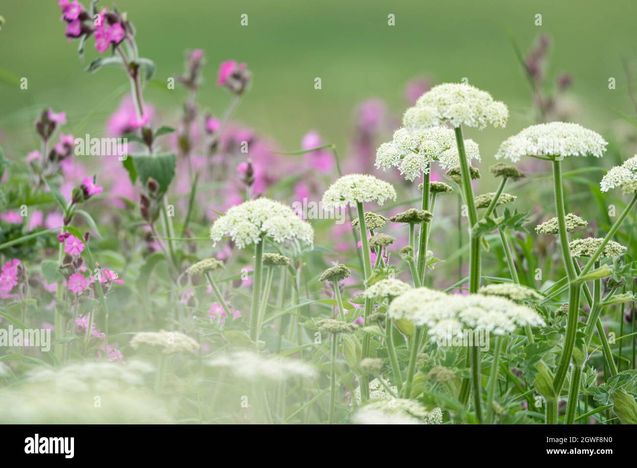 Wild flowers at RSPB Bempton Cliffs, Yorkshire, UK Stock Photo - Alamy