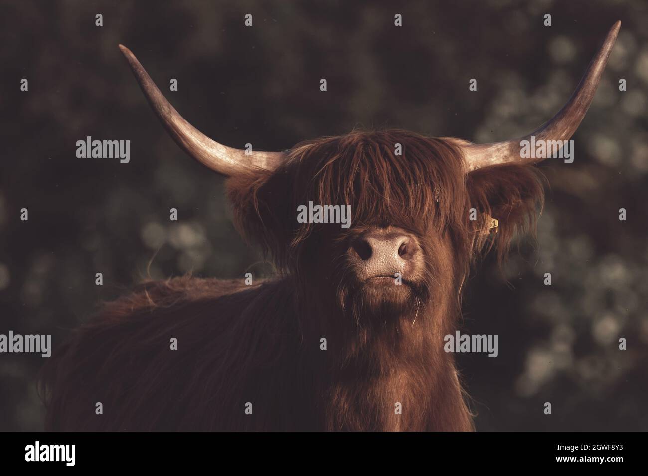 Straight horned cattle hi-res stock photography and images - Alamy