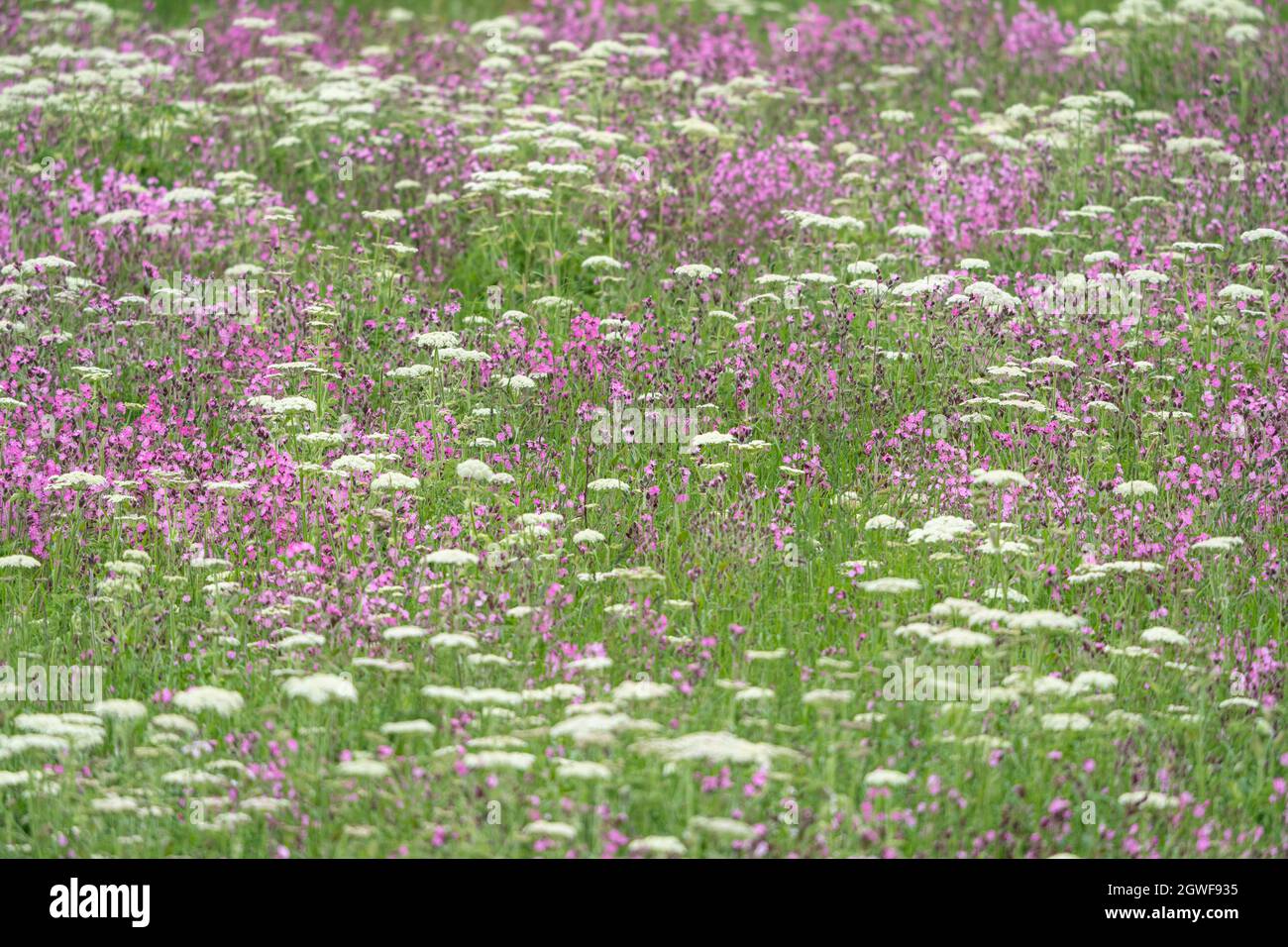 Wild flowers at RSPB Bempton Cliffs, Yorkshire, UK Stock Photo - Alamy