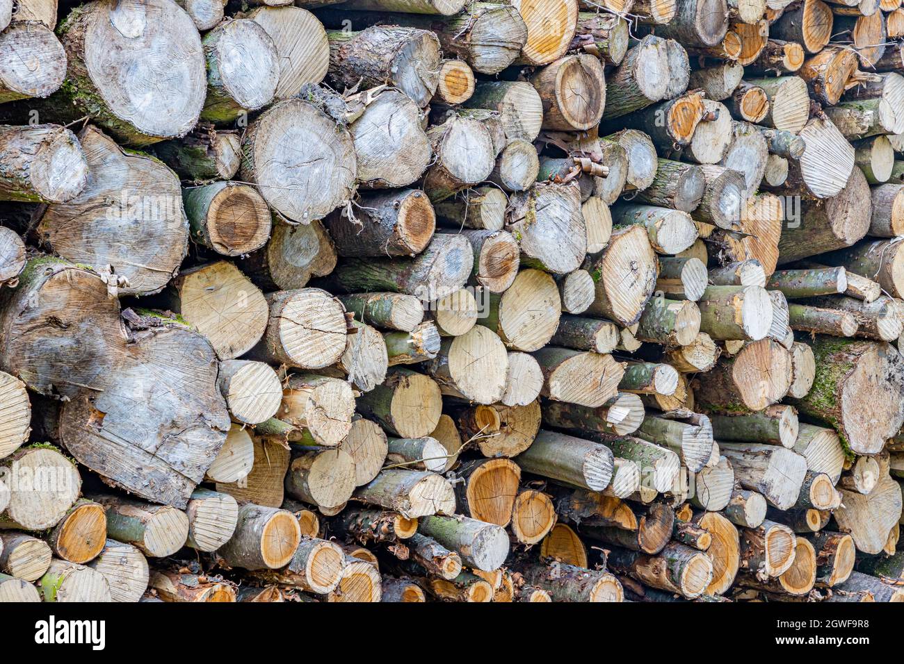 Raw wood stacked in the forest, afforestation or controlled ...