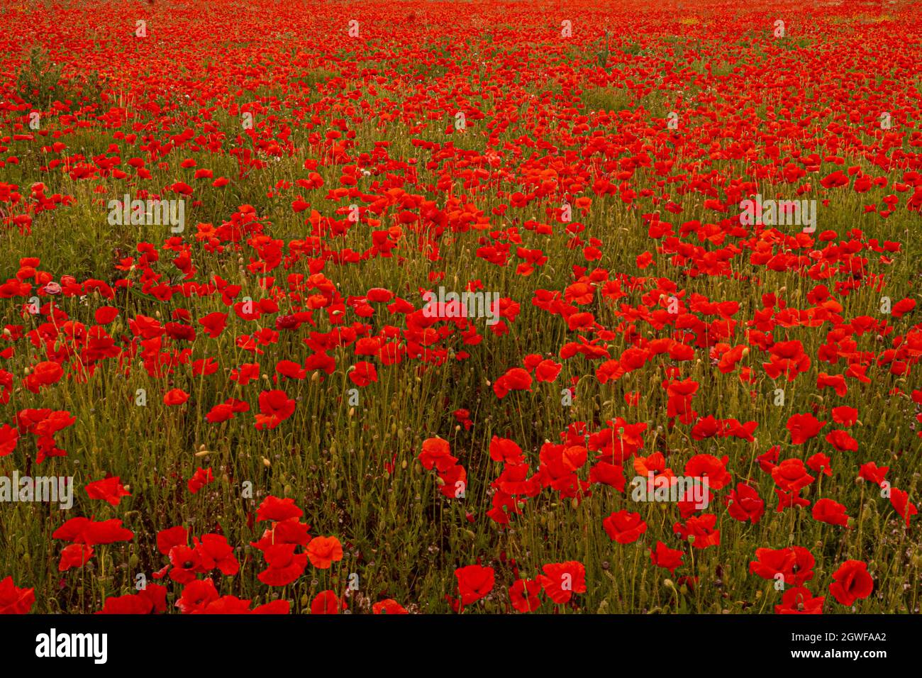 Red Poppy Field Flanders Belgium Battlefield Remembrance background ...