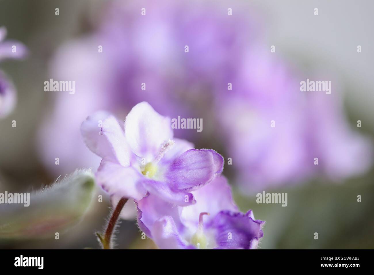 Abstract of an African Violet. Two toned soft purple and white colors ...