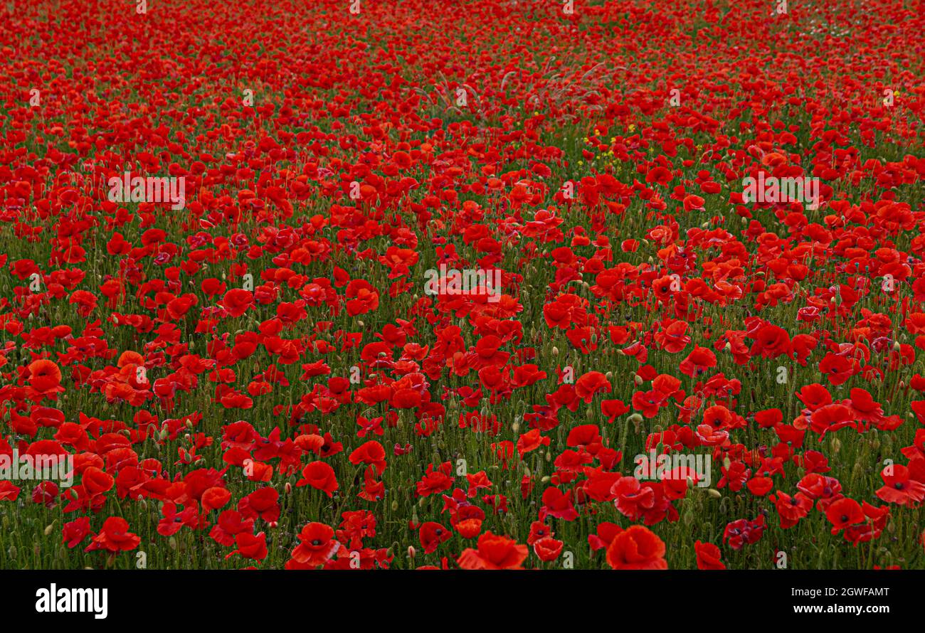 Red Poppy Field Flanders Belgium Battlefield Remembrance background ...
