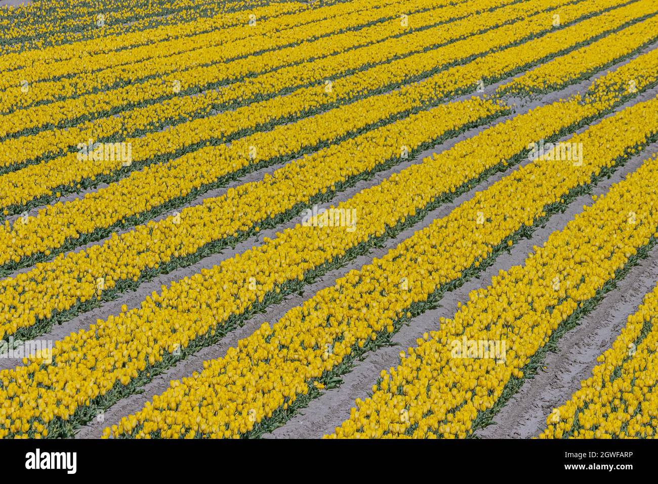 Landscape of a Dutch agricultural land, field with yellow tulip flowers ...