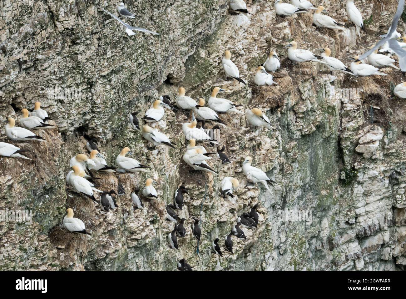 RSPB Bempton Cliffs, Yorkshire, UK Stock Photo - Alamy