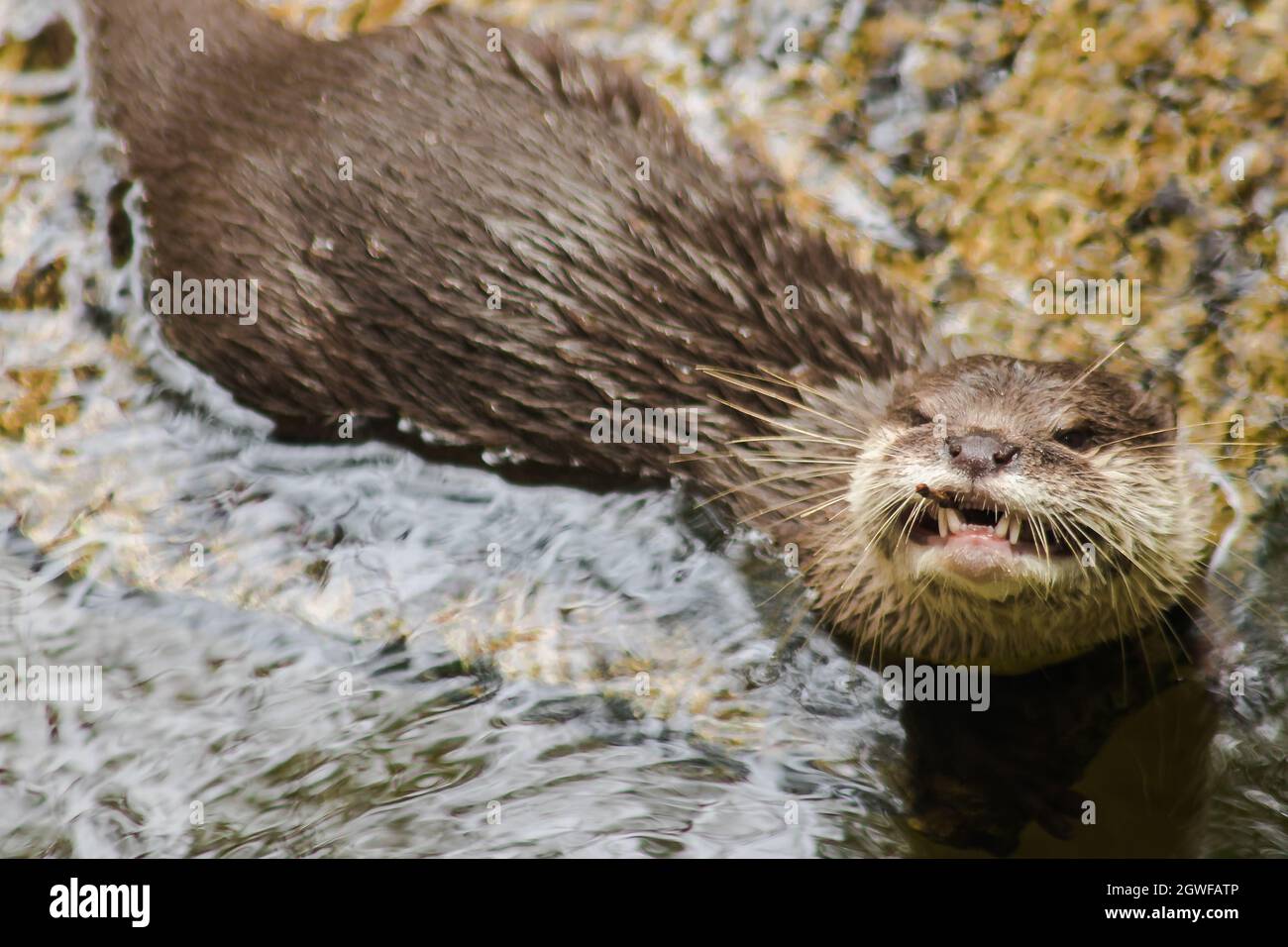 Pool watch wet hi-res stock photography and images - Alamy